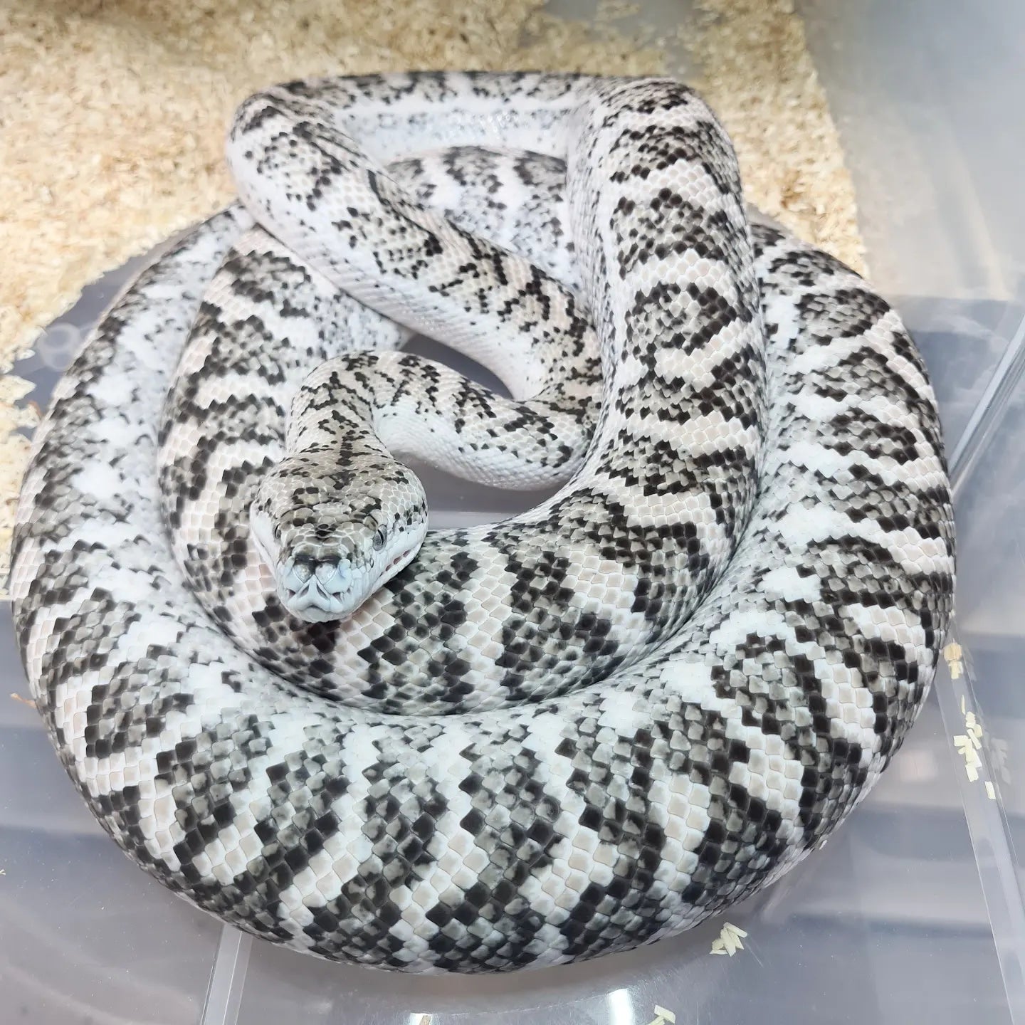 Adult – Southern Serpents