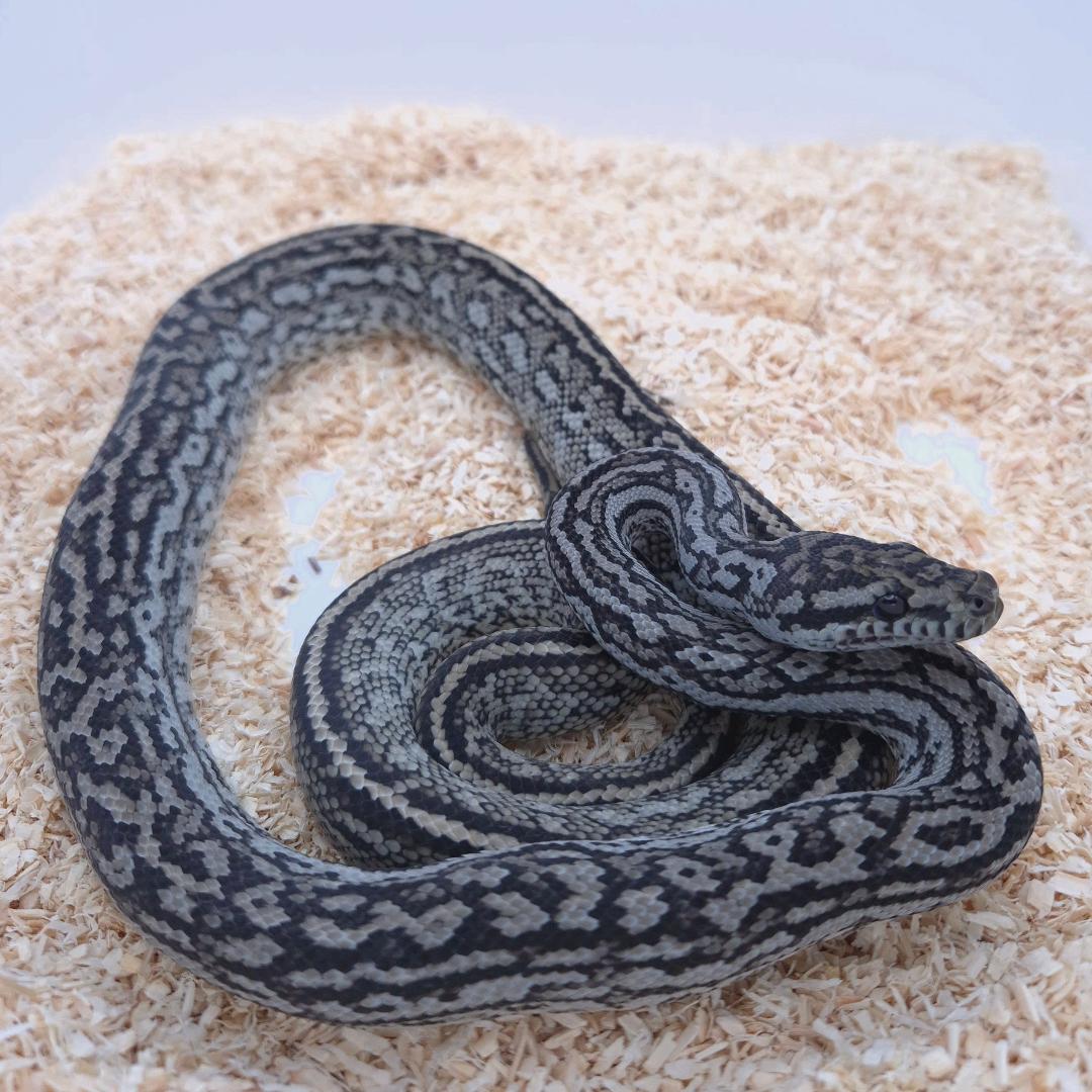 Silver Pepper Carpet Python – Southern Serpents